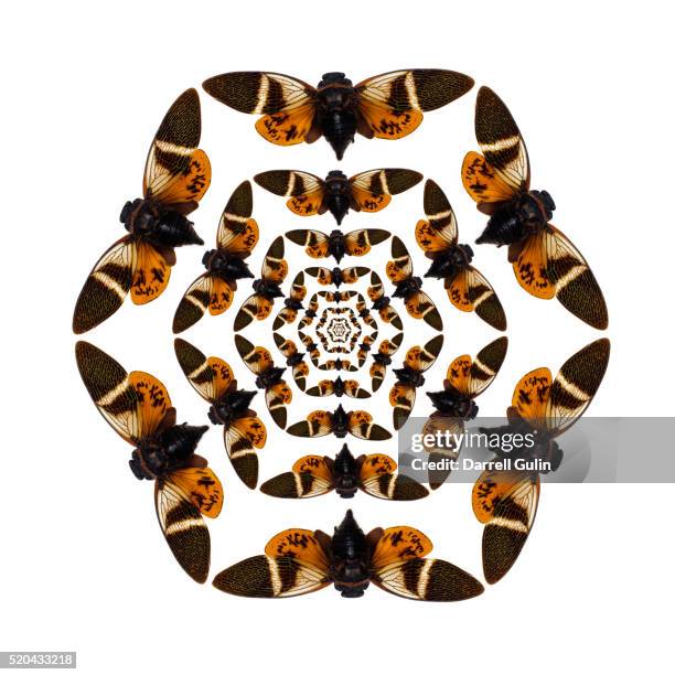 Cicada Pattern Photos and Premium High Res Pictures - Getty Images Cicada Pattern Photos and Premium High Res Pictures - Getty Images