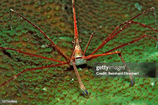 Crab Looking Spider Photos and Premium High Res Pictures - Getty Images Crab Looking Spider Photos and Premium High Res Pictures - Getty Images