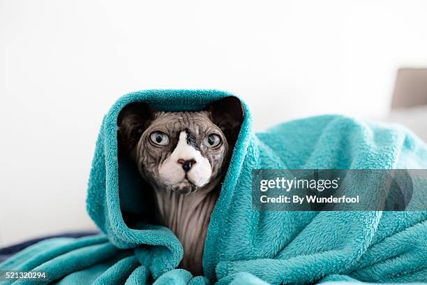 Hairless Cats Foto E Immagini Stock Getty Images