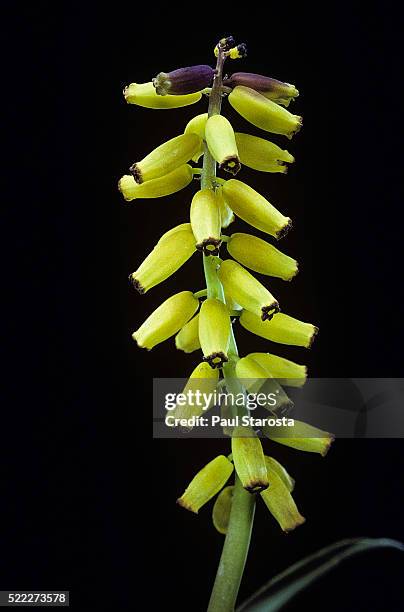 268 Grape Hyacinth Bulbs Stock Photos, High-Res Pictures, and Images ... 268 Grape Hyacinth Bulbs Stock Photos, High-Res Pictures, and Images ...