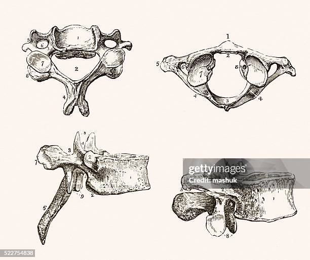 Cervical Vertebra Fotografías E Imágenes De Stock Getty Images