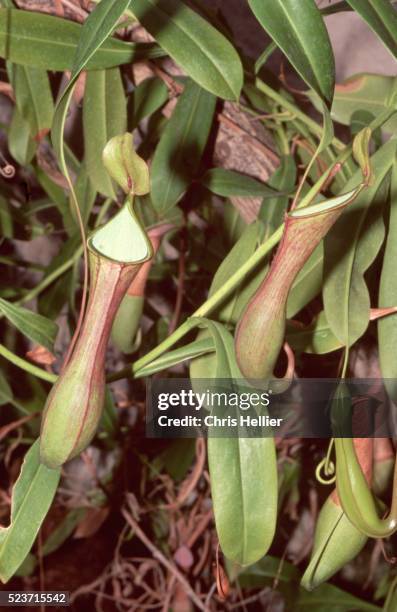 Nepenthes Khasiana Photos and Premium High Res Pictures - Getty Images Nepenthes Khasiana Photos and Premium High Res Pictures - Getty Images