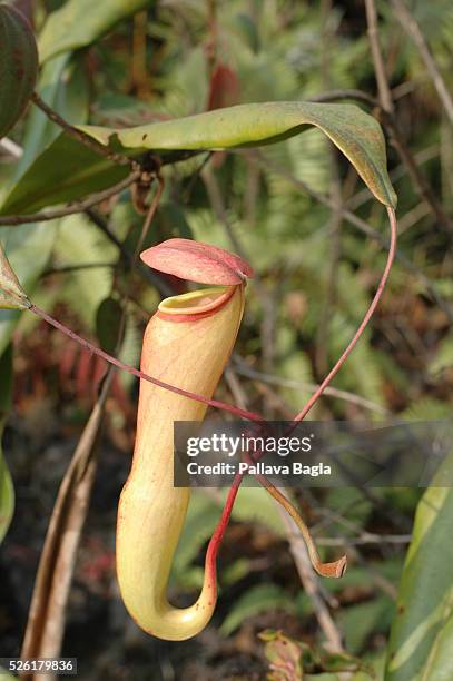 Nepenthes Khasiana Photos and Premium High Res Pictures - Getty Images Nepenthes Khasiana Photos and Premium High Res Pictures - Getty Images