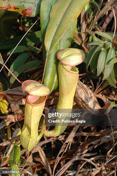 Nepenthes Khasiana Photos and Premium High Res Pictures - Getty Images Nepenthes Khasiana Photos and Premium High Res Pictures - Getty Images