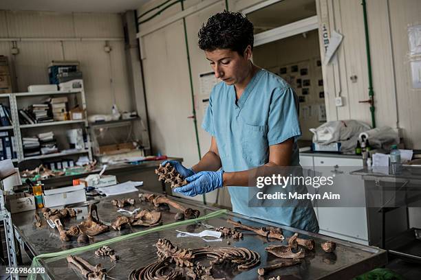 Dragana Vucetic Photos And Premium High Res Pictures Getty Images