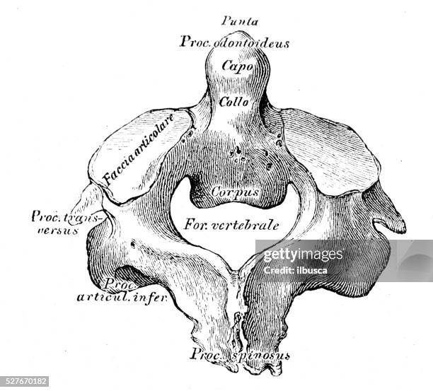 Cervical Vertebra Fotografías E Imágenes De Stock Getty Images