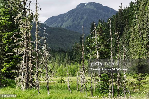 Muskeg Forest Photos et images de collection - Getty Images Muskeg Forest Photos et images de collection - Getty Images