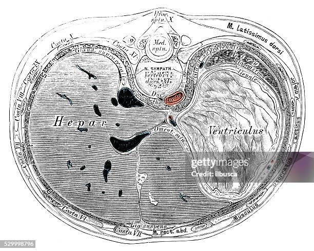 Human Anatomy Scientific Illustrations Abdomen Section High Res Vector