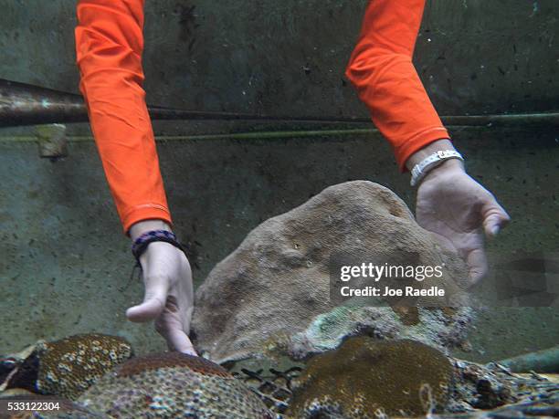 Rosenstiel School Of Marine And Atmospheric Science Photos and Premium ... Rosenstiel School Of Marine And Atmospheric Science Photos and Premium ...