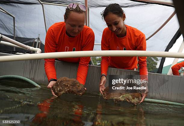 Rosenstiel School Of Marine And Atmospheric Science Photos and Premium ... Rosenstiel School Of Marine And Atmospheric Science Photos and Premium ...