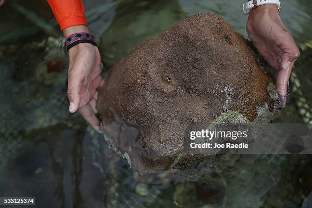 Rosenstiel School Of Marine And Atmospheric Science Photos and Premium ... Rosenstiel School Of Marine And Atmospheric Science Photos and Premium ...