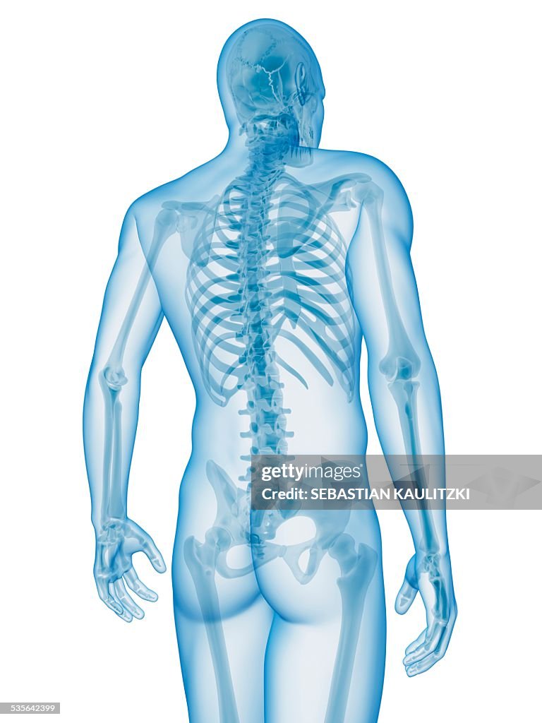 Human Spine Illustration High Res Vector Graphic Getty Images