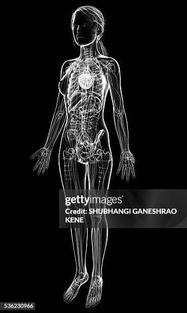 Female Skeleton Artwork Photos And Premium High Res Pictures Getty Images