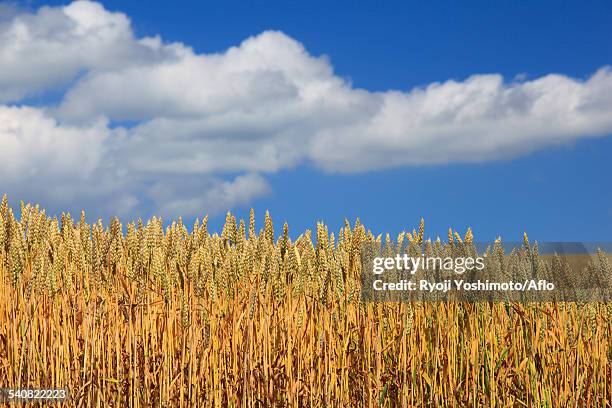 Scud Clouds Photos And Premium High Res Pictures Getty Images