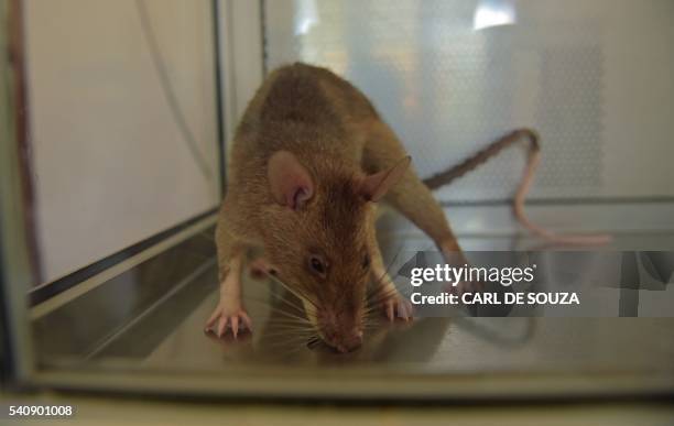African Giant Pouched Rat Photos And Premium High Res Pictures Getty