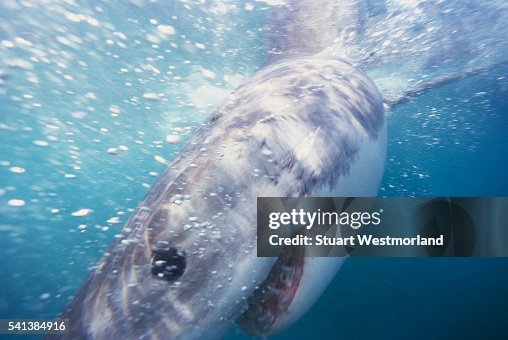 Great White Shark Thrashing High-Res Stock Photo - Getty Images Great White Shark Thrashing High-Res Stock Photo - Getty Images