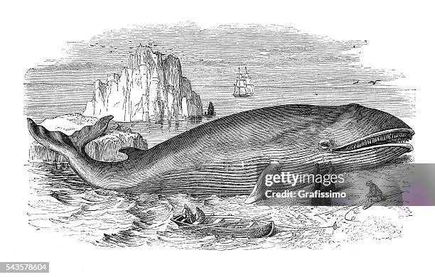 Whale Beached Photos And Premium High Res Pictures Getty Images