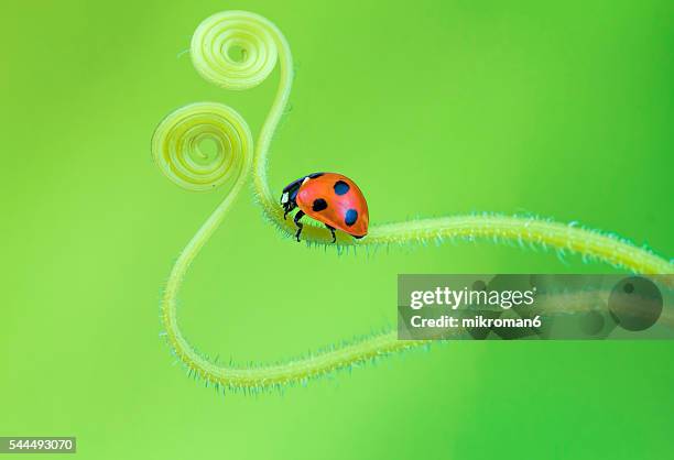 Seven Spot Ladybug Photos And Premium High Res Pictures Getty Images