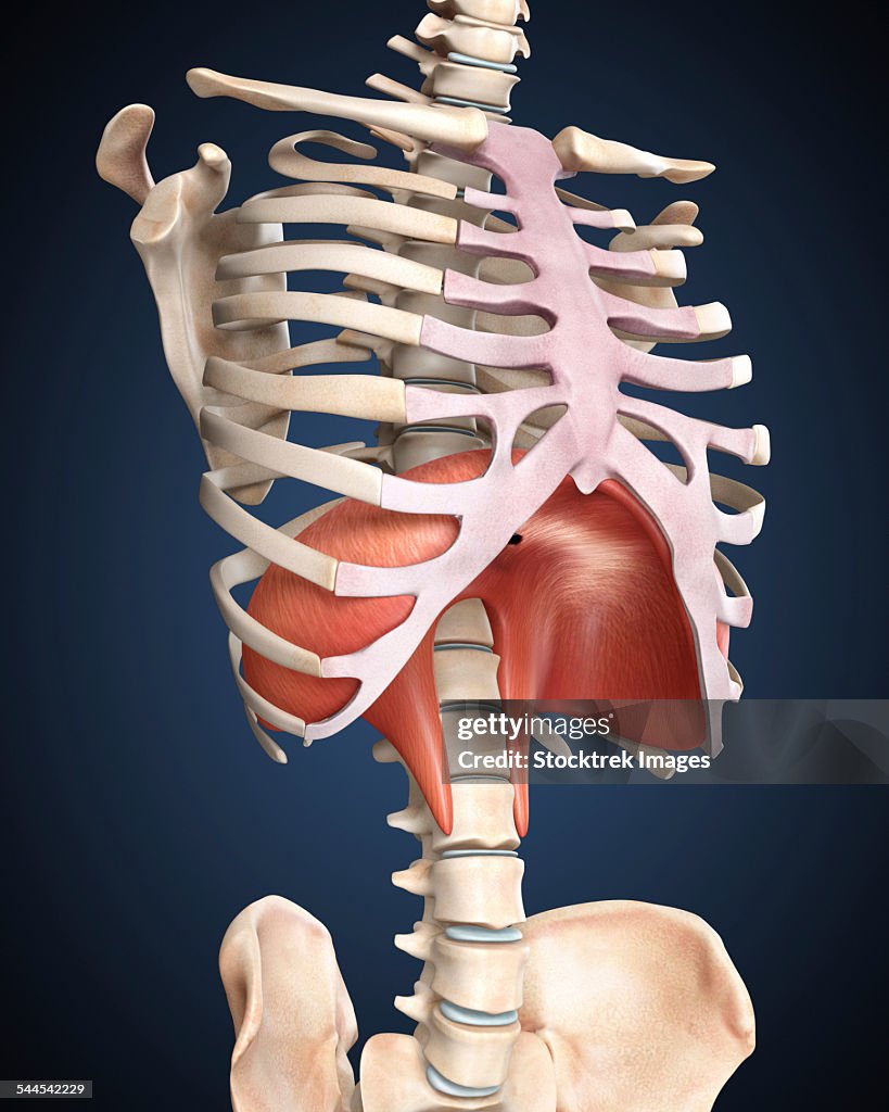 Visualization Of Human Diaphragm High-Res Vector Graphic - Getty Images Visualization Of Human Diaphragm High-Res Vector Graphic - Getty Images