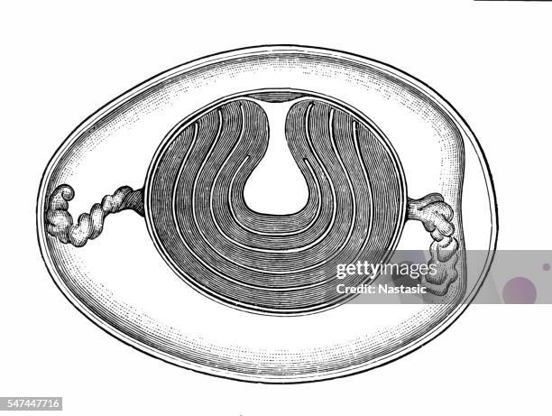 Cross Section Egg High Res Illustrations Getty Images