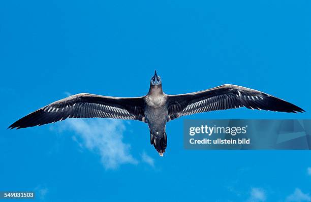 Blue Footed Bobby Photos And Premium High Res Pictures Getty Images