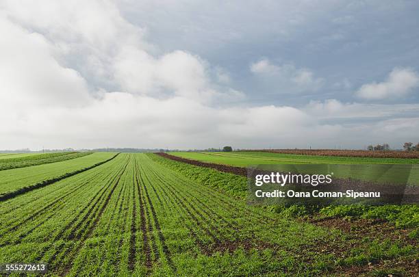 194 Winter Wheat Planting Stock Photos, High-Res Pictures, and Images ... 194 Winter Wheat Planting Stock Photos, High-Res Pictures, and Images ...