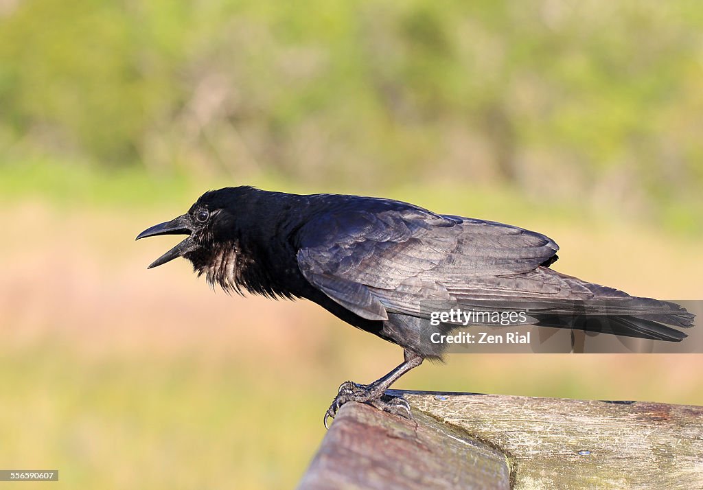 Cawing American Crow High-Res Stock Photo - Getty Images Cawing American Crow High-Res Stock Photo - Getty Images