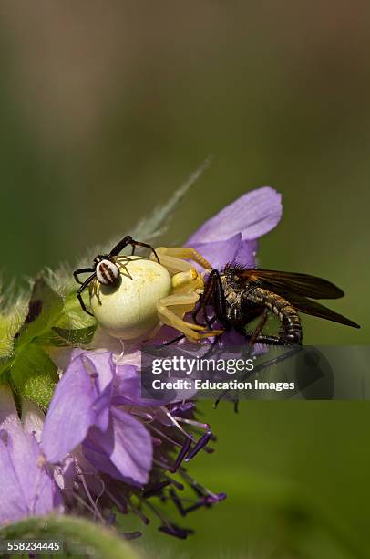 Crab Looking Spider Photos and Premium High Res Pictures - Getty Images Crab Looking Spider Photos and Premium High Res Pictures - Getty Images