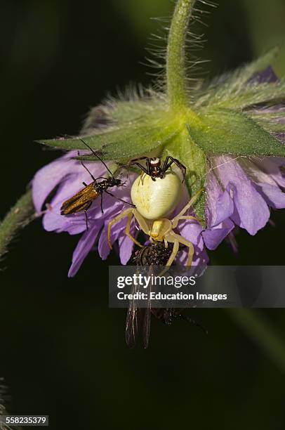 Crab Looking Spider Photos and Premium High Res Pictures - Getty Images Crab Looking Spider Photos and Premium High Res Pictures - Getty Images