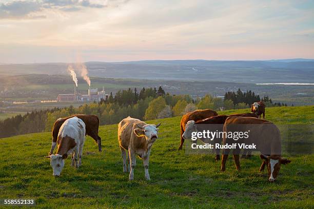 Czech Agriculture Photos And Premium High Res Pictures Getty Images