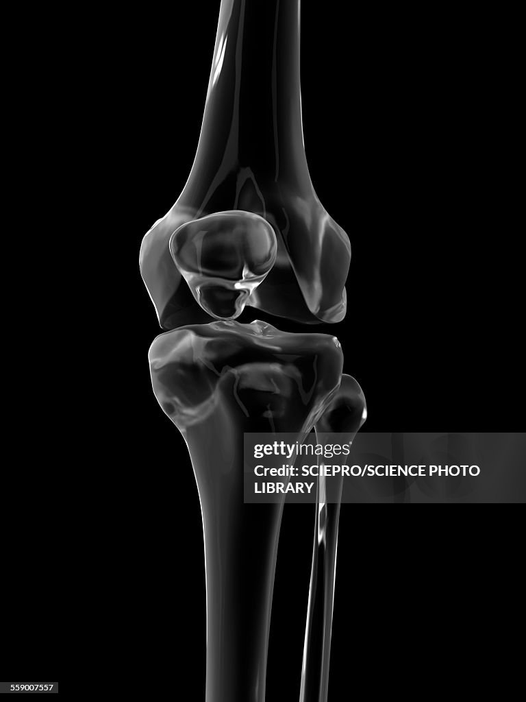 Human Knee Joint Illustration High Res Vector Graphic Getty Images