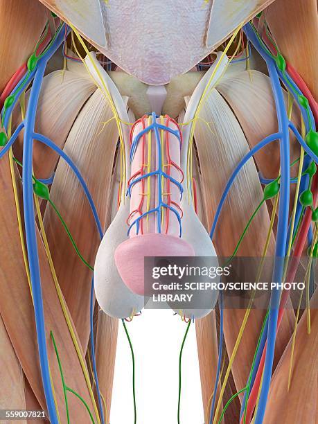 Genital Artery Photos And Premium High Res Pictures Getty Images