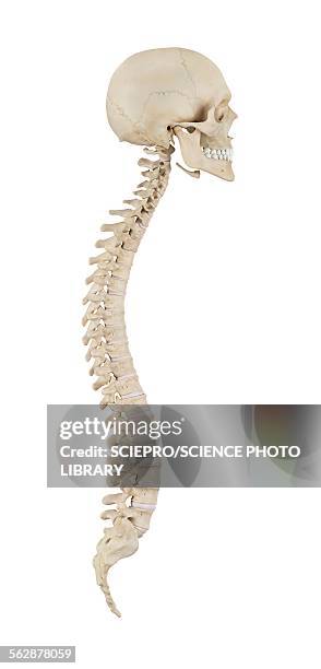 Human Spine Illustration High Res Vector Graphic Getty Images