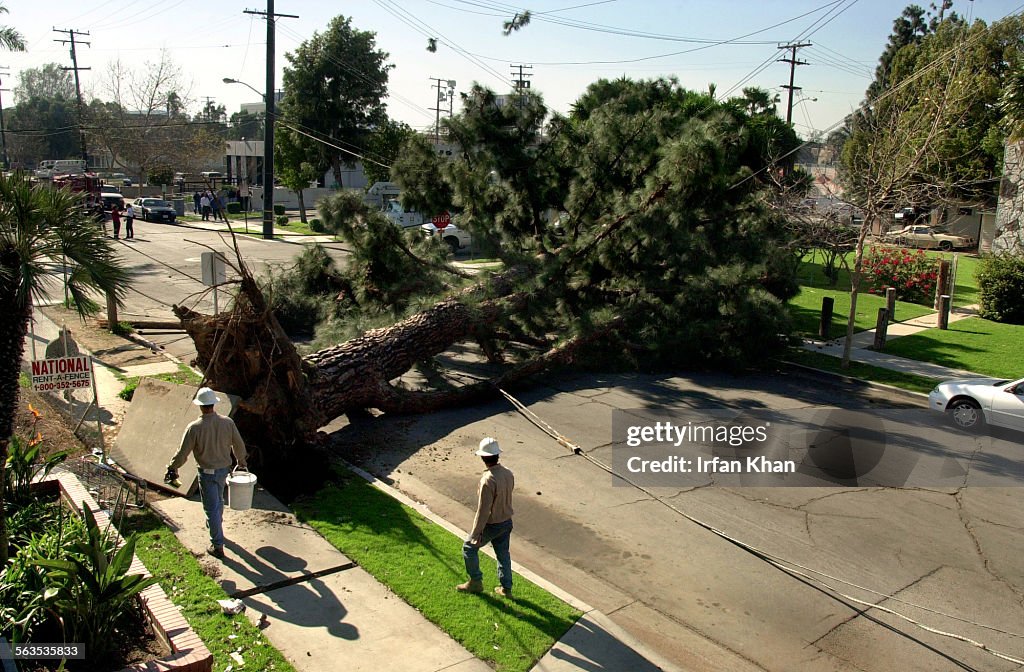 Work crews survey the damage after high winds blew a 50 foot Canary ... Work crews survey the damage after high winds blew a 50 foot Canary ...