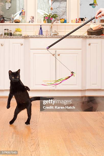 Cat Jumping Toy Photos and Premium High Res Pictures - Getty Images Cat Jumping Toy Photos and Premium High Res Pictures - Getty Images