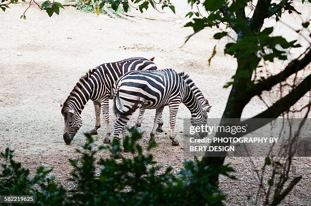 52 Chapman Zebra Stock Photos, High-Res Pictures, and Images - Getty Images 52 Chapman Zebra Stock Photos, High-Res Pictures, and Images - Getty Images