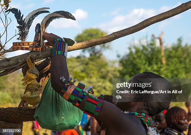 Bull Whipping Photos And Premium High Res Pictures Getty Images