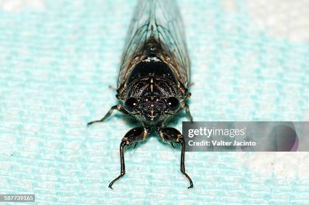 Cicada Pattern Photos and Premium High Res Pictures - Getty Images Cicada Pattern Photos and Premium High Res Pictures - Getty Images