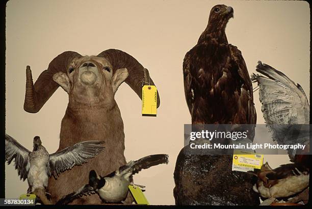 31 Wildlife Forensics Laboratory Stock Photos, High-Res Pictures, and ... 31 Wildlife Forensics Laboratory Stock Photos, High-Res Pictures, and ...