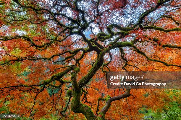 124 Tree Branching Out Stock Photos, High-Res Pictures, and Images ... 124 Tree Branching Out Stock Photos, High-Res Pictures, and Images ...