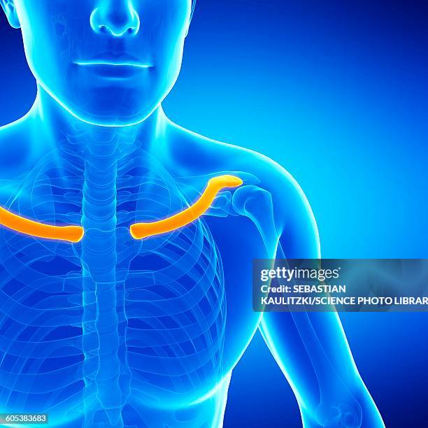 Clavicle Photos and Premium High Res Pictures - Getty Images Clavicle Photos and Premium High Res Pictures - Getty Images