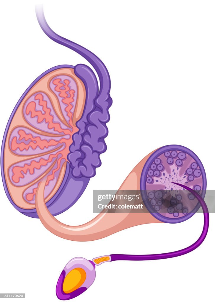 Diagram Showing Male Reproductive System High Res Vector Graphic
