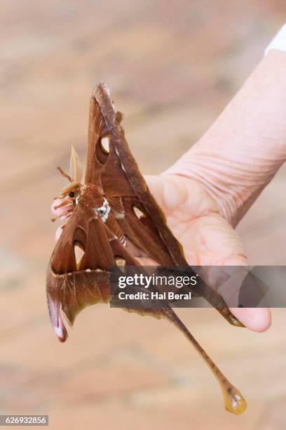 Worlds Largest Moth Photos and Premium High Res Pictures - Getty Images Worlds Largest Moth Photos and Premium High Res Pictures - Getty Images