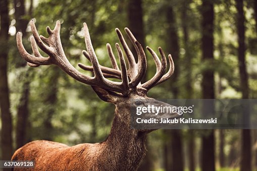 Stag High-Res Stock Photo - Getty Images Stag High-Res Stock Photo - Getty Images