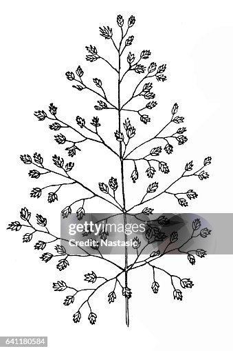 Rough Bluegrass High Res Vector Graphic Getty Images