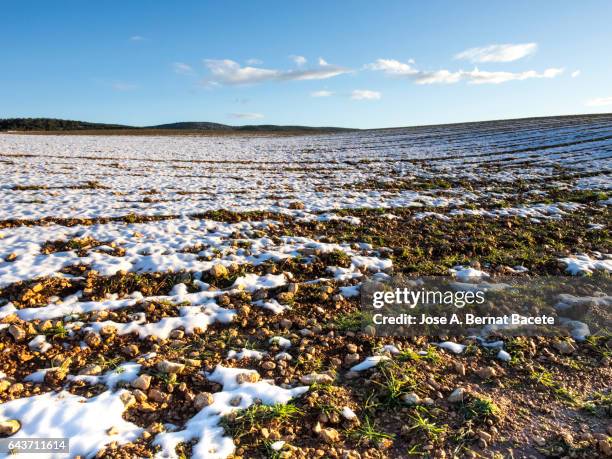 Winter Wheat Planting Photos and Premium High Res Pictures - Getty Images Winter Wheat Planting Photos and Premium High Res Pictures - Getty Images