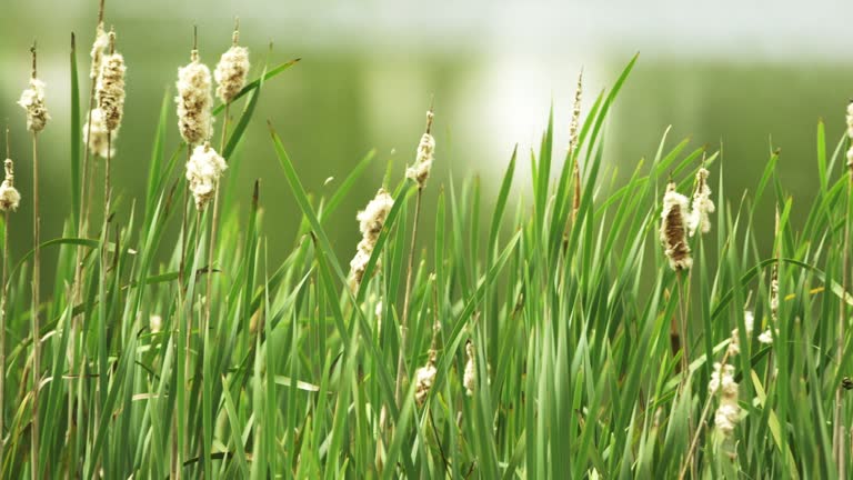 471 Tall Grass Lake Stock Videos Footage And 4k Video Clips Getty Images