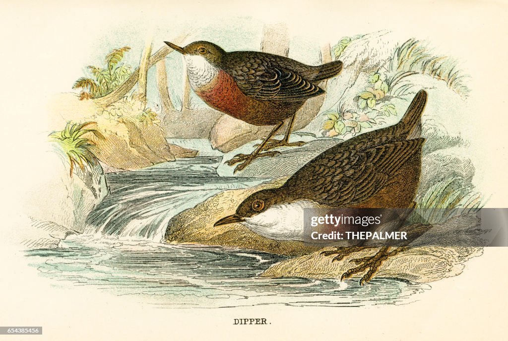 Dipper Bird Engraving 1896 High Res Vector Graphic Getty Images