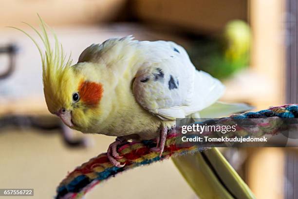 Cockatiel Colors Photos And Premium High Res Pictures Getty Images