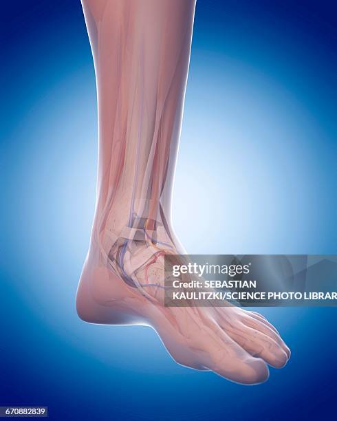 Blood Supply Foot High Res Illustrations - Getty Images Blood Supply Foot High Res Illustrations - Getty Images